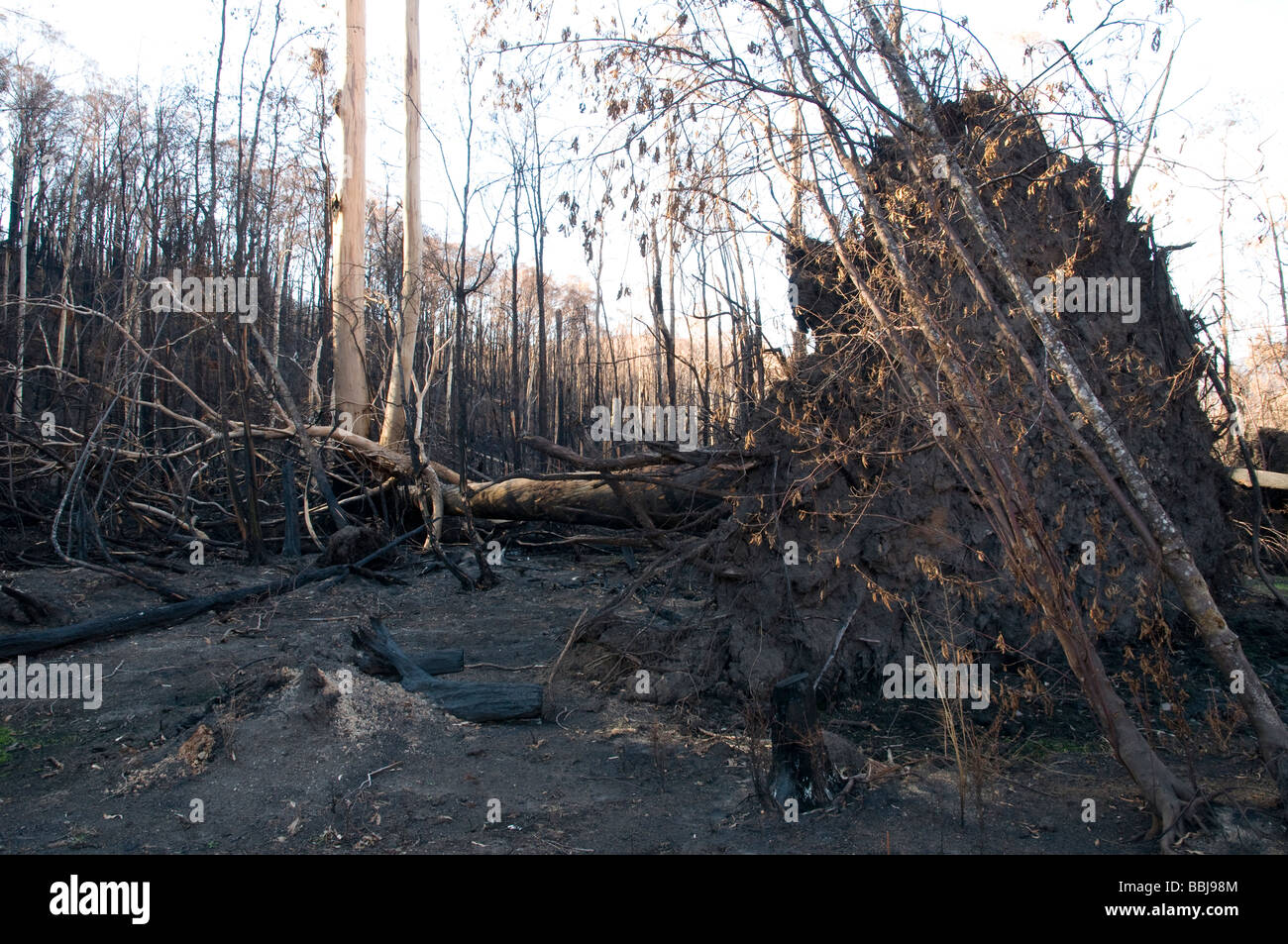 Devastation and fallen trees after a bushfire Stock Photo - Alamy