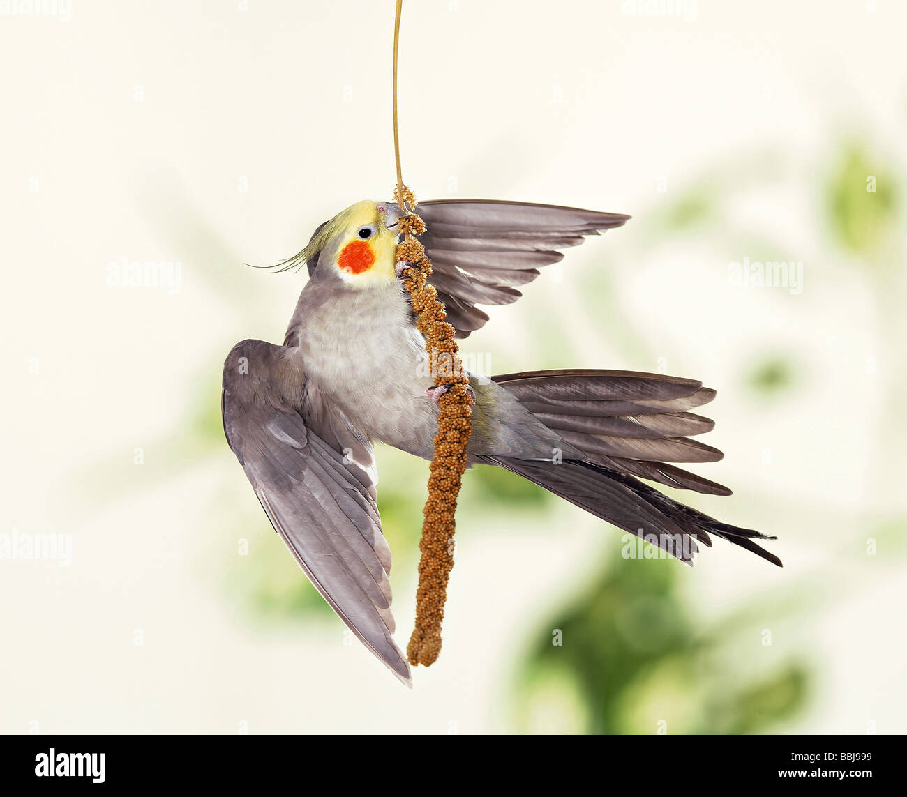 Ornamental Millet High Resolution Stock Photography and Images - Alamy