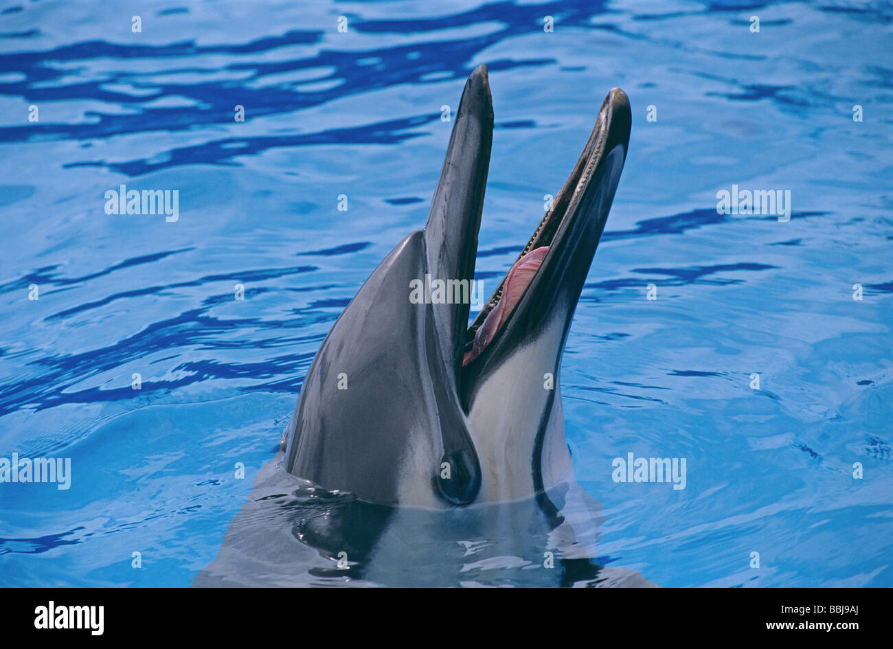 Short.beaked Common Dolphin (Delphinus delphis) looking out from water ...