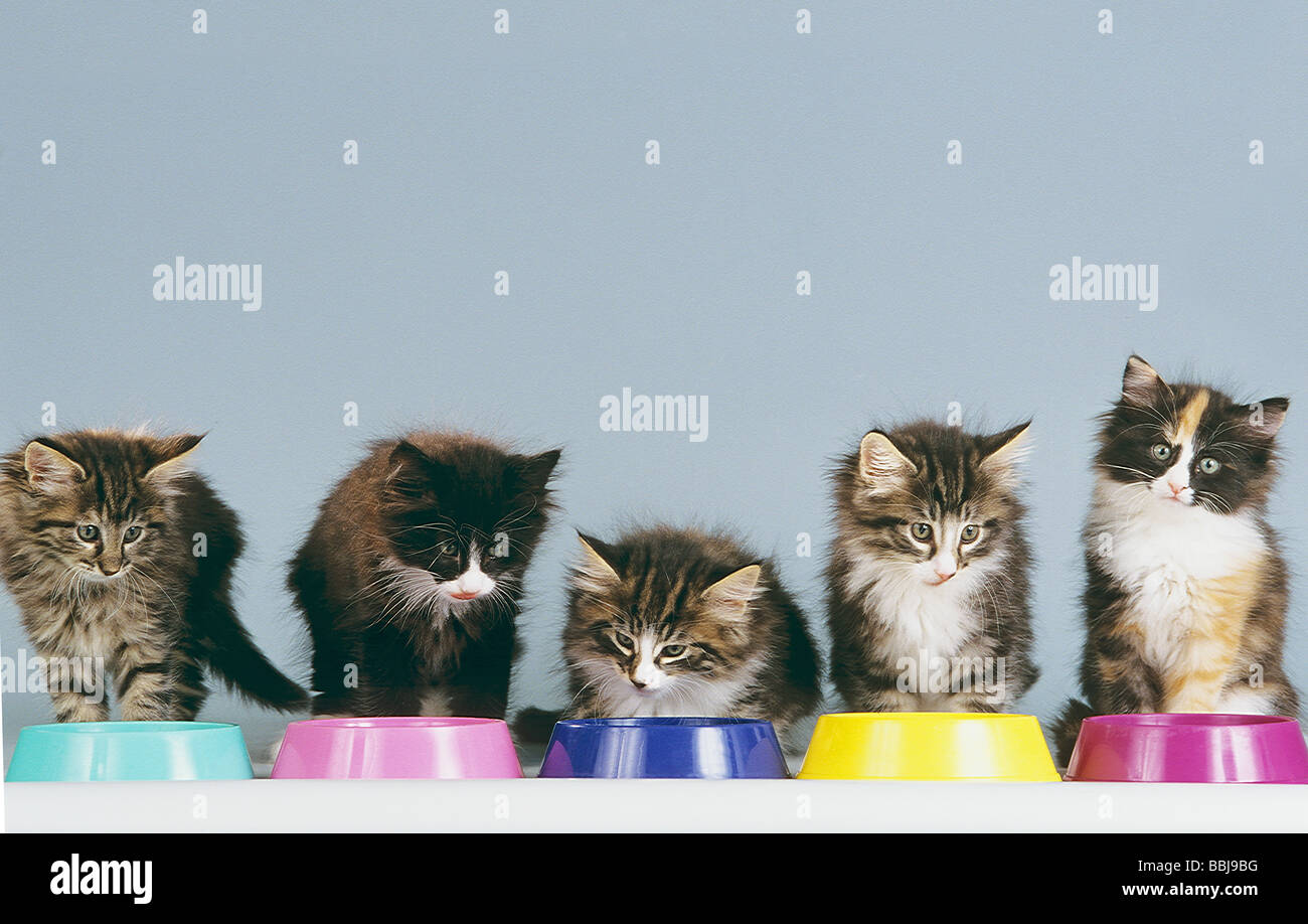 five kittens at bowls Stock Photo - Alamy