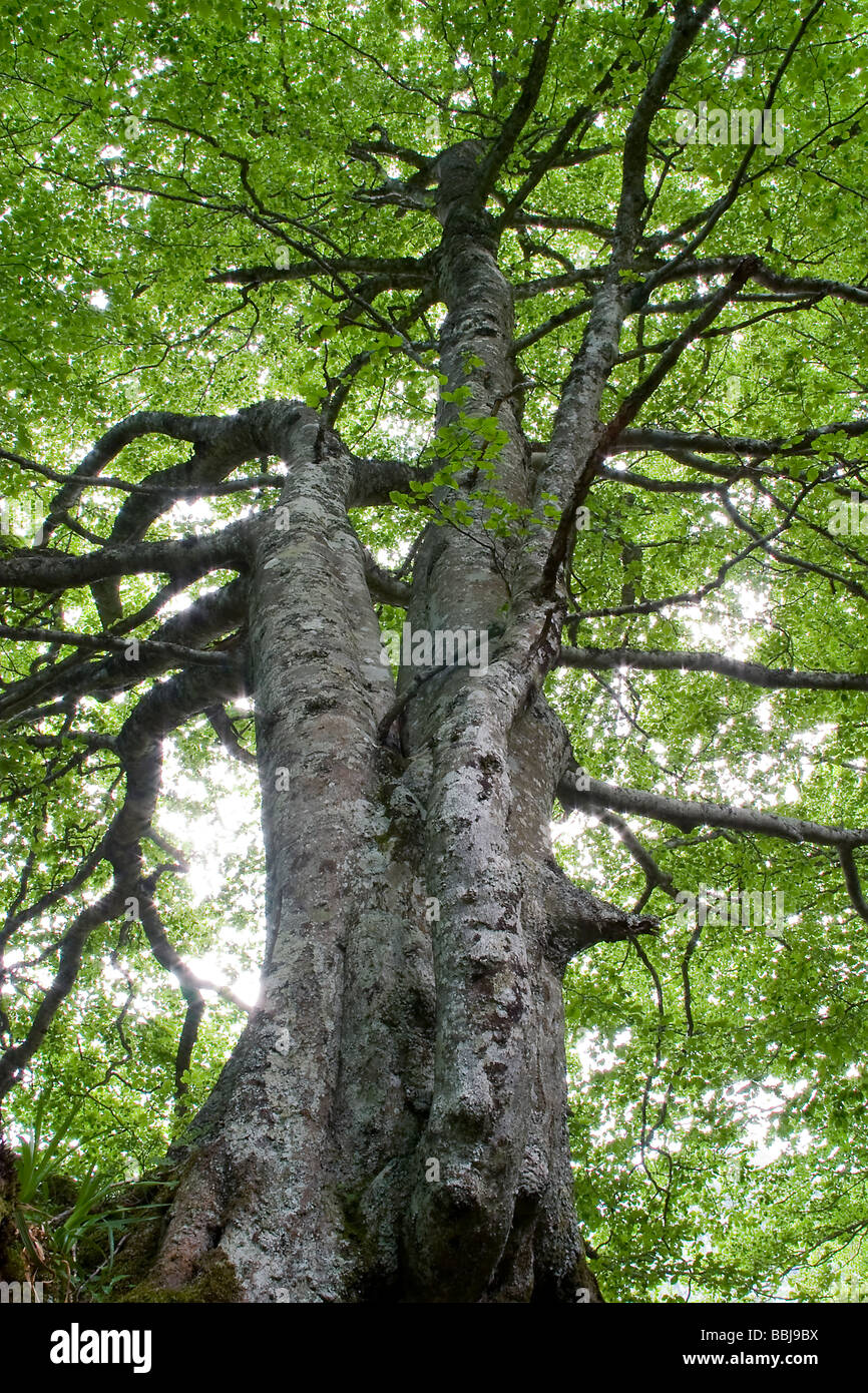European Beech or Common Beech ( Fagus sylvatica ). Trunk, branches and ...