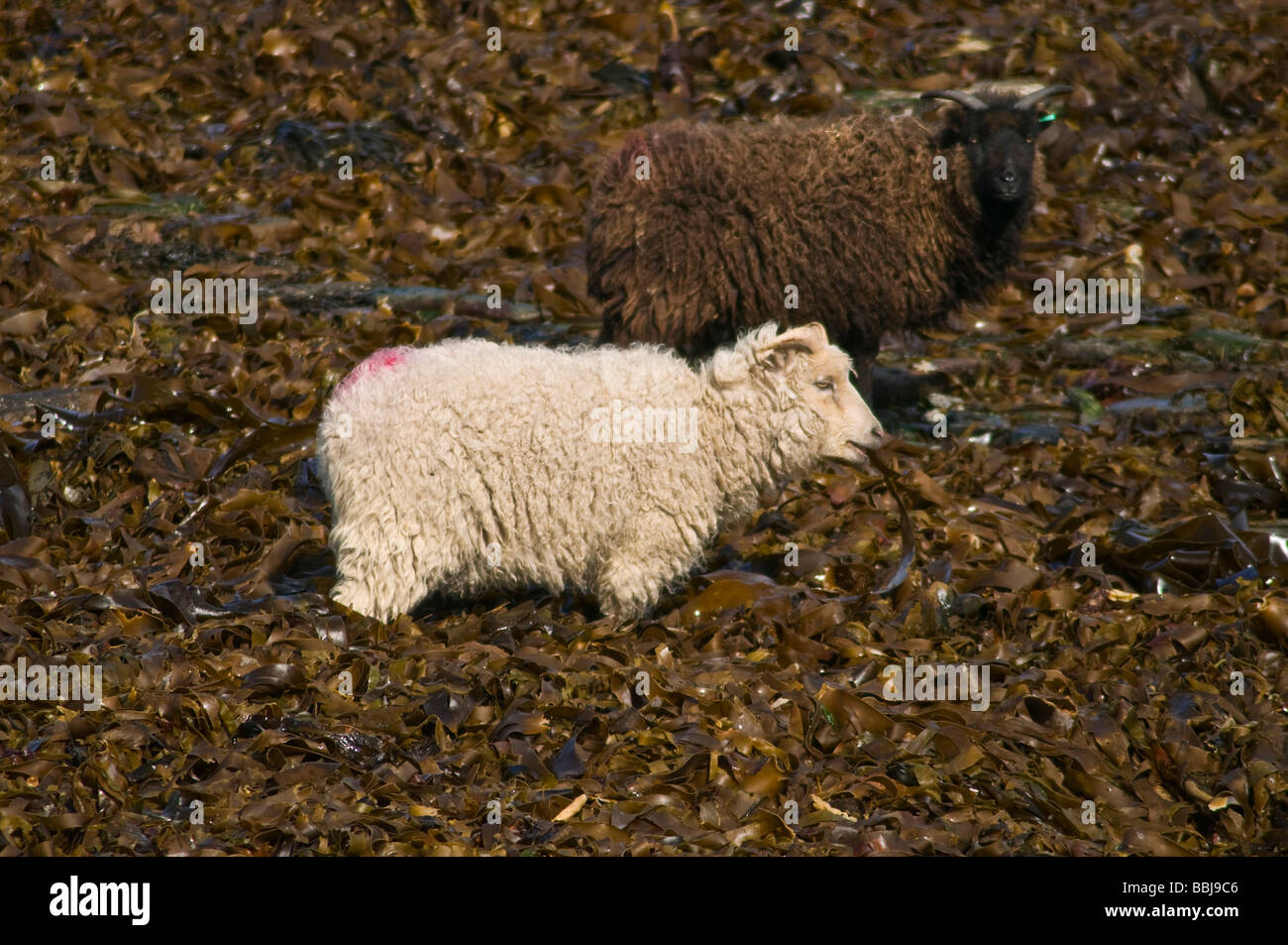 Seaweed eating sheep hi-res stock photography and images - Alamy