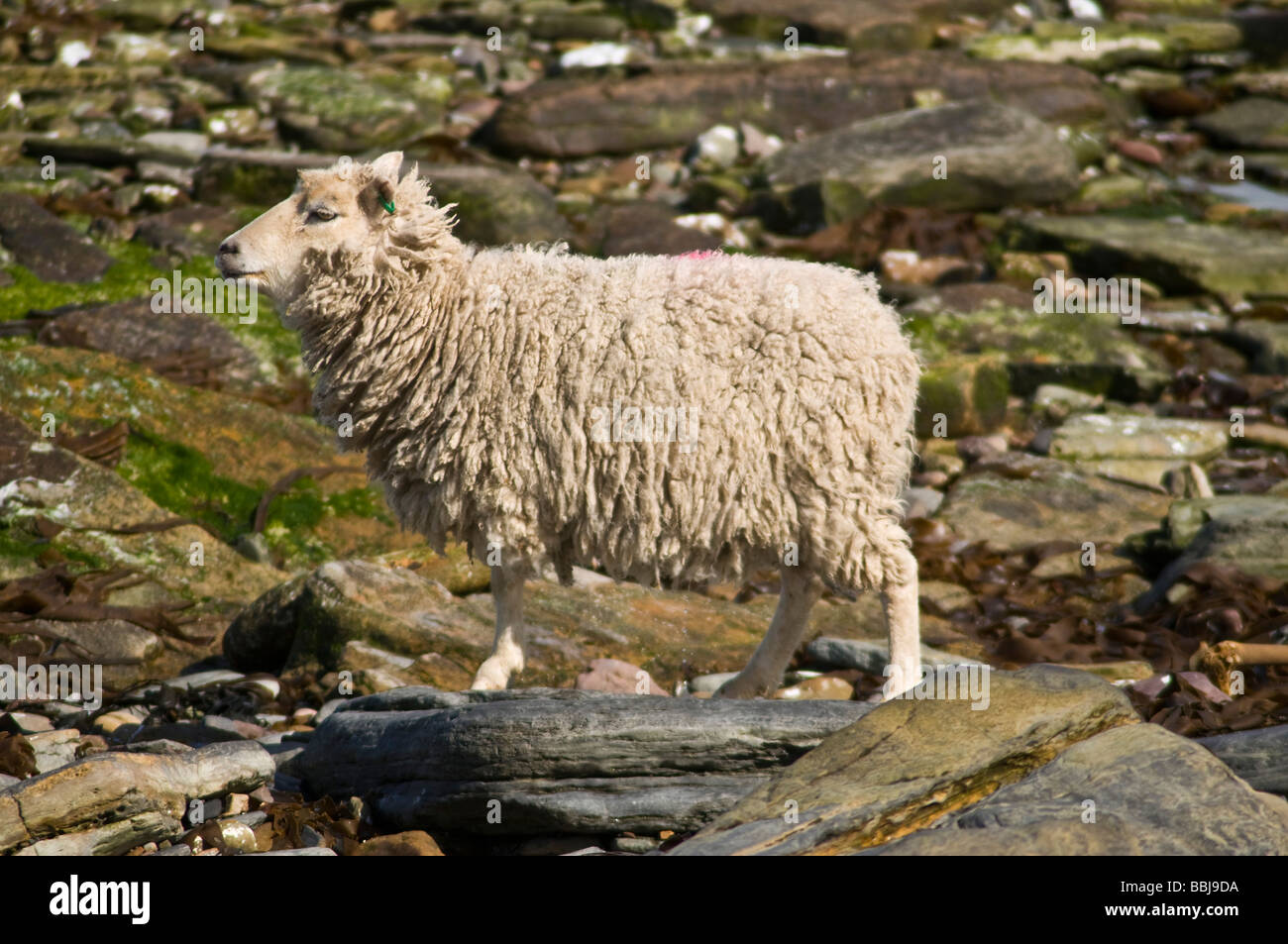 dh NORTH RONALDSAY ORKNEY North Ronaldsay white sheep standing on rocks ...