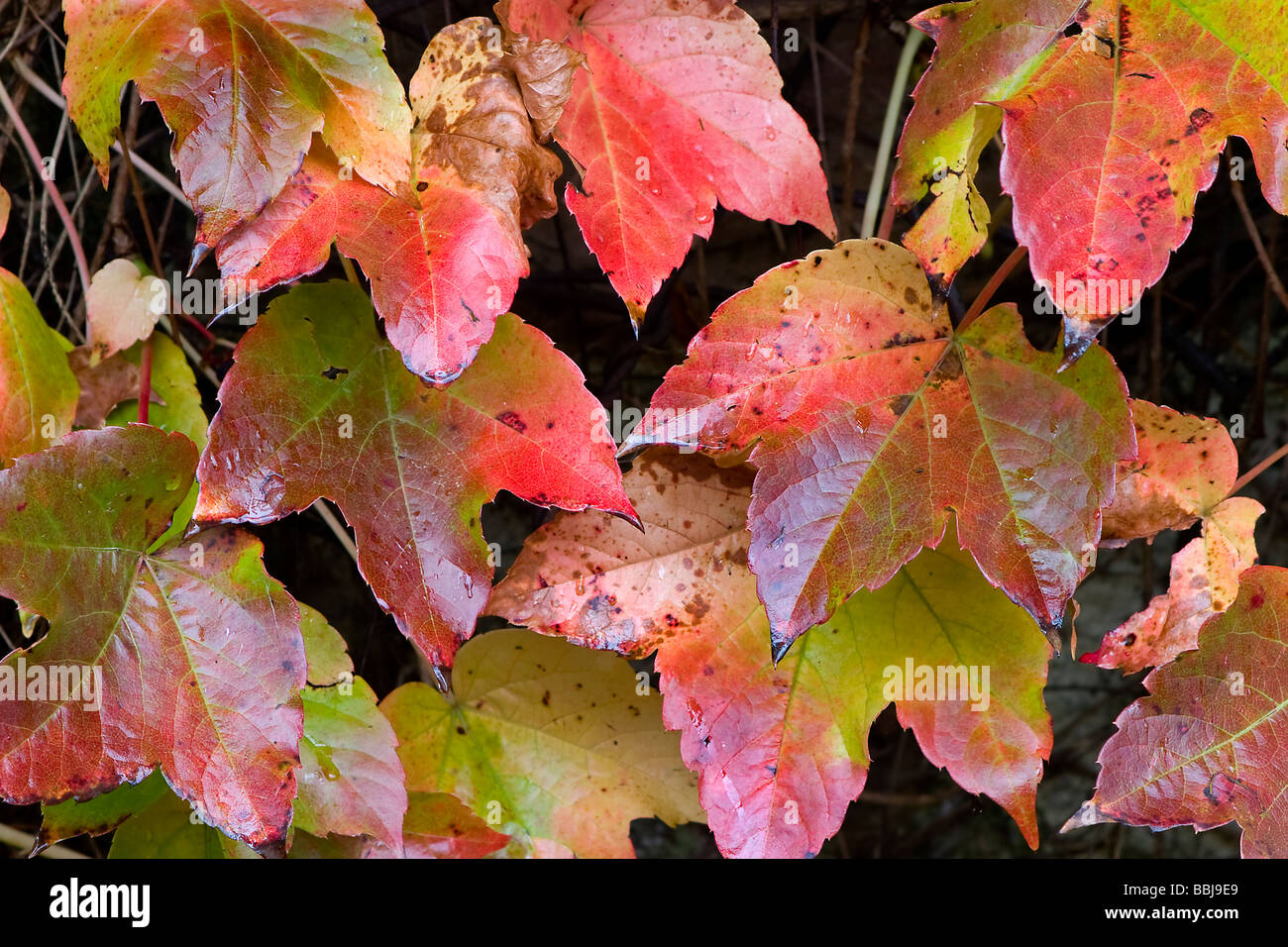 Common Ivy ( Hedera helix ) leaves in autumn. Cabuerniga valley. Saja ...