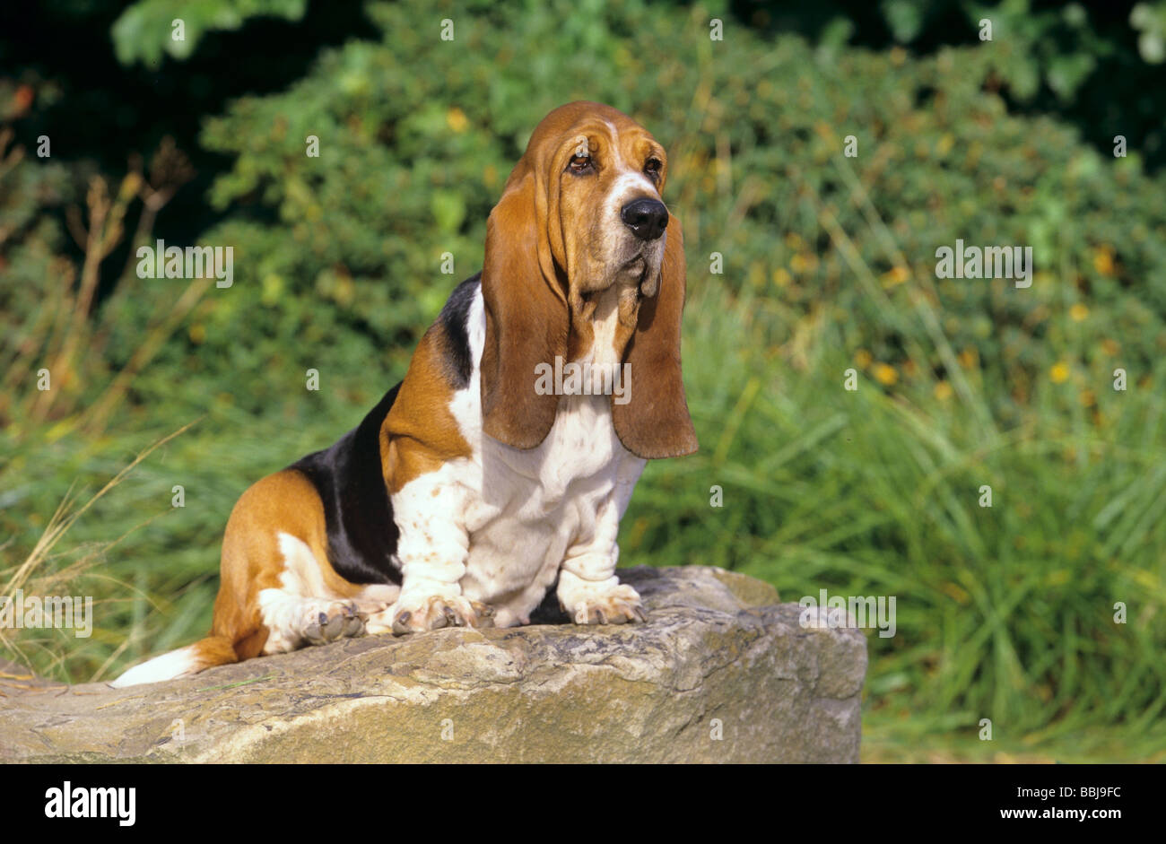 Female basset hound hi-res stock photography and images - Alamy