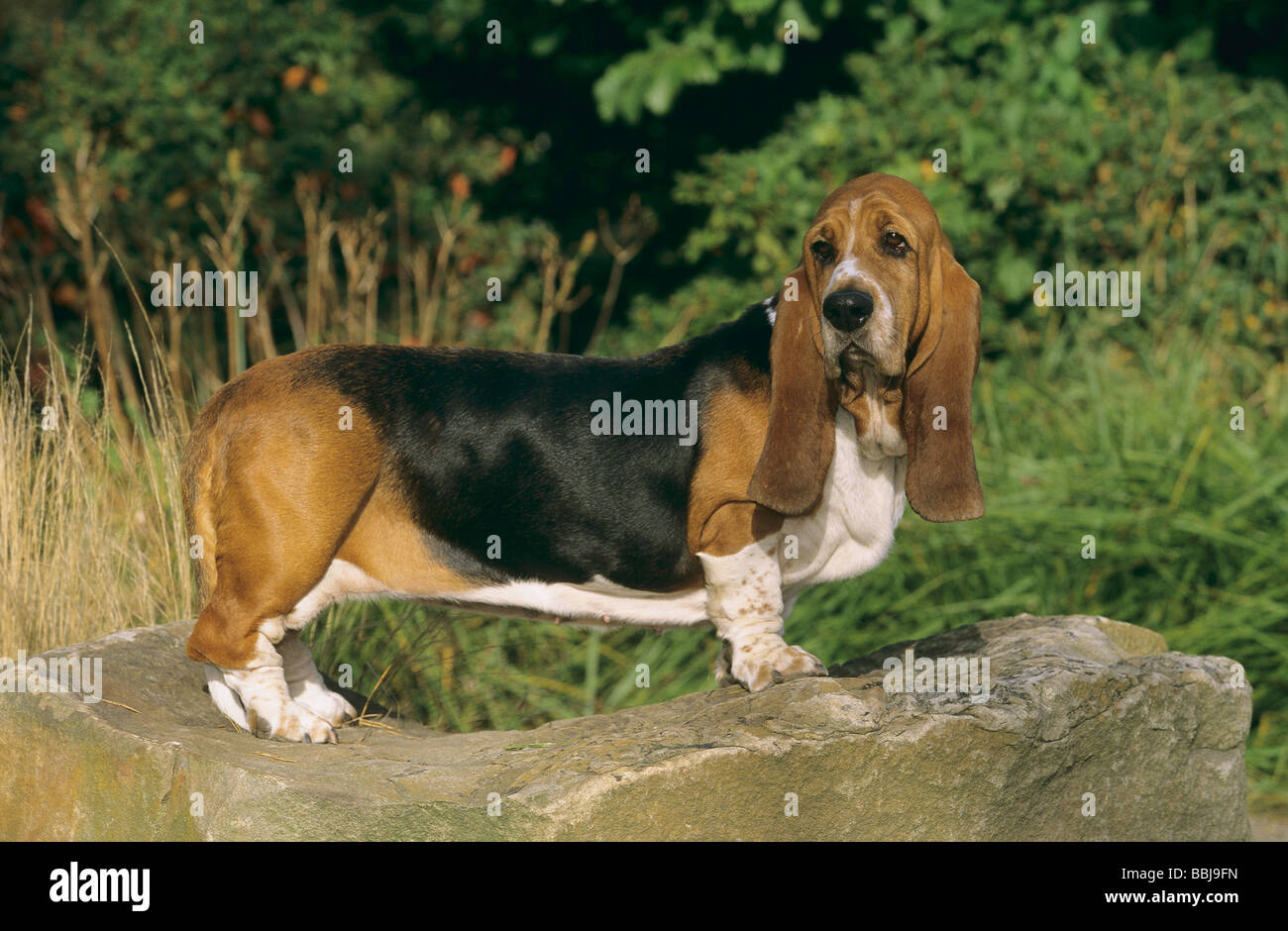 Rockss hi-res stock photography and images - Alamy