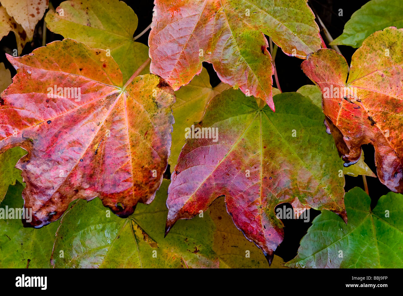 Hedera leaves hi-res stock photography and images - Alamy