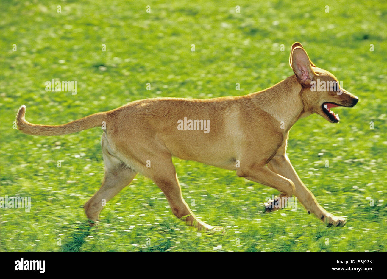 half breed dog (Labradormix) - running on meadow Stock Photo - Alamy