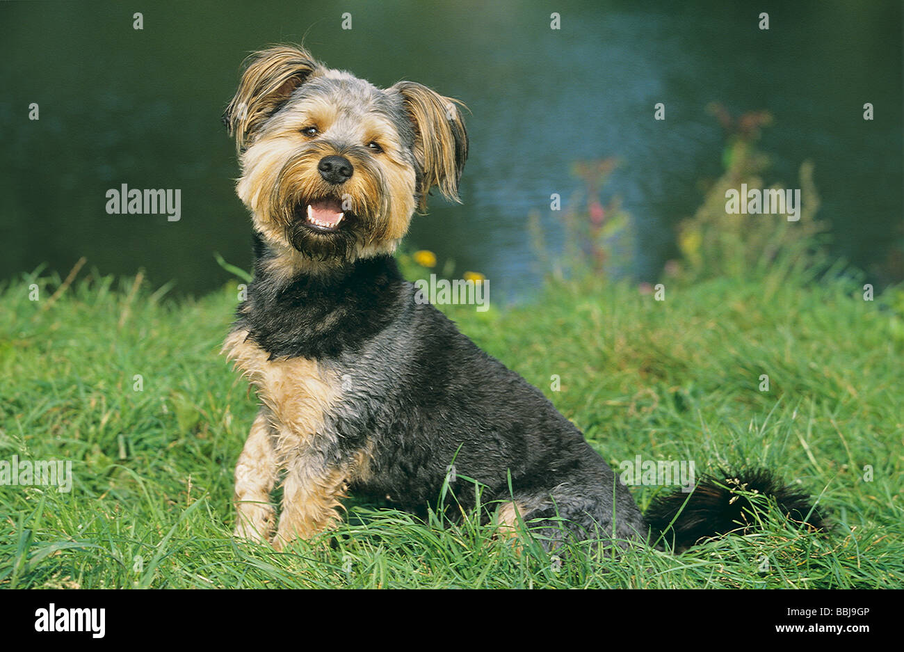 half breed dog (Yorkie) - sitting on meadow Stock Photo - Alamy