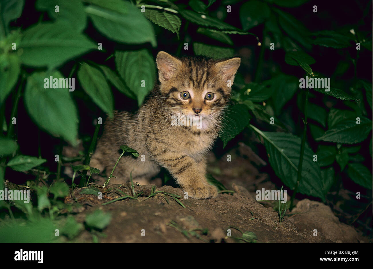 Young european wildcat sitting hi-res stock photography and images - Alamy