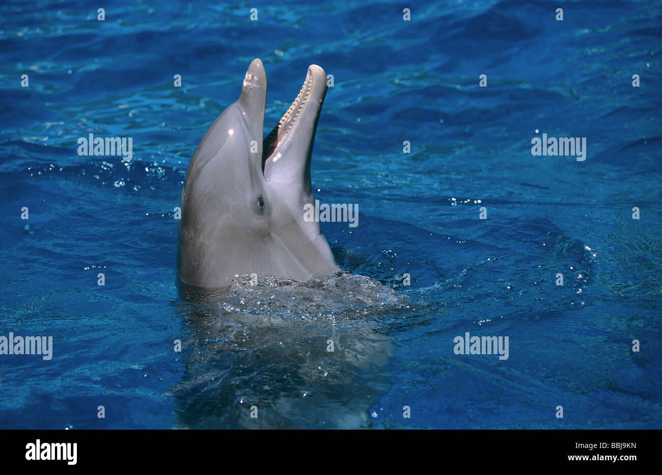 dolphin - portrait Stock Photo - Alamy
