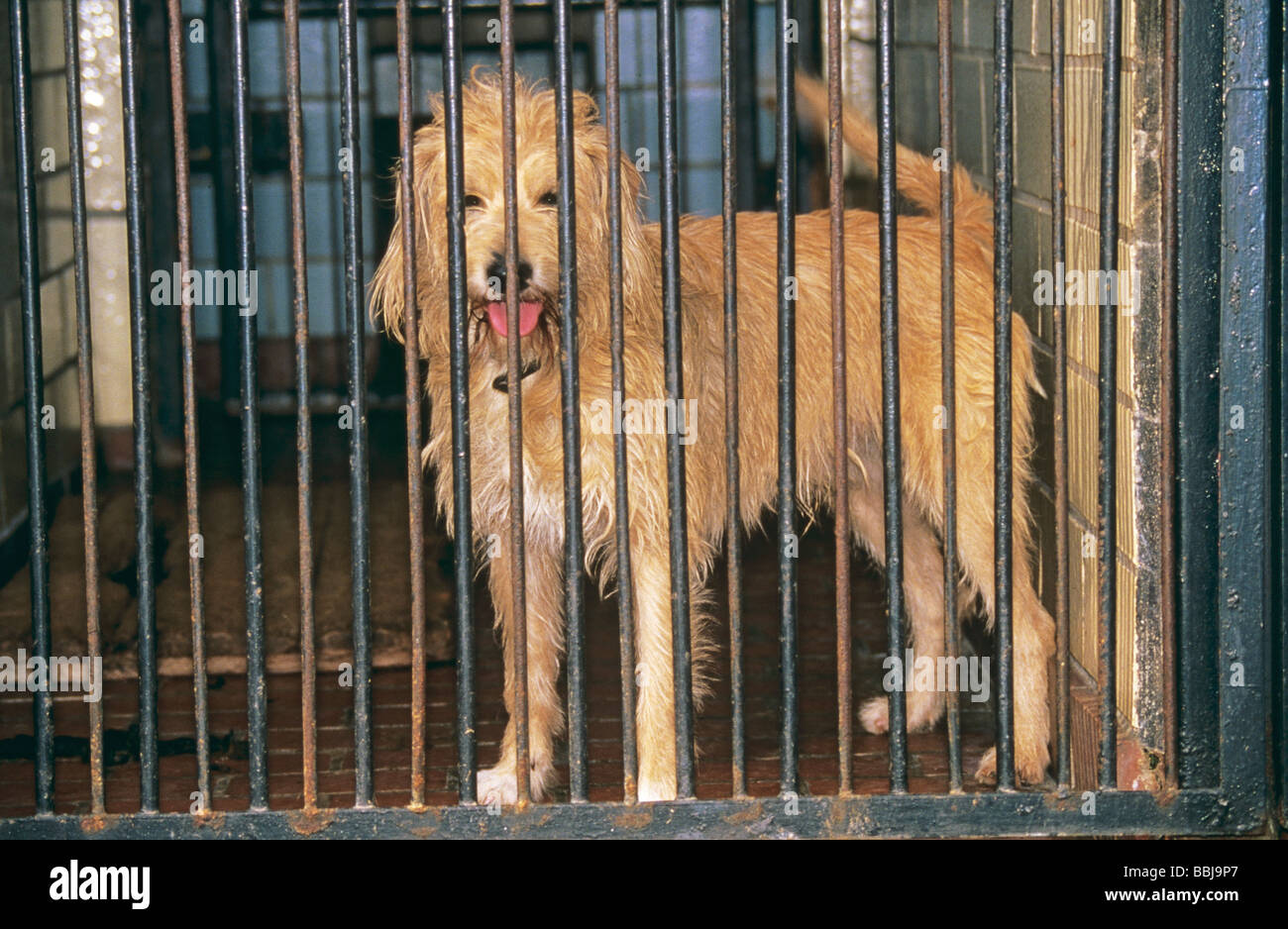 Half breed dog standing behind bar hi-res stock photography and images ...