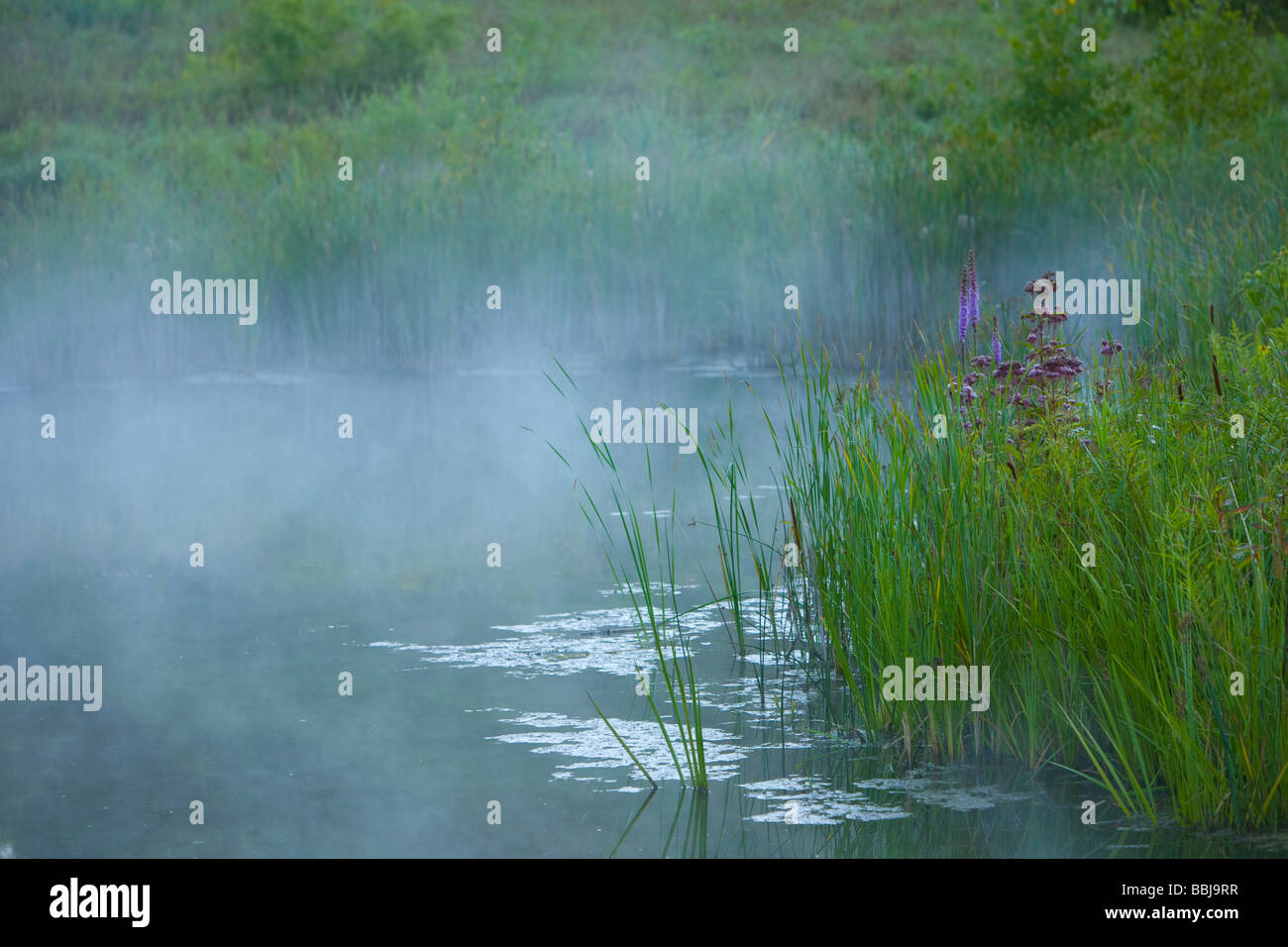 Pond with reeds and wildflowers, Ontario Stock Photo - Alamy