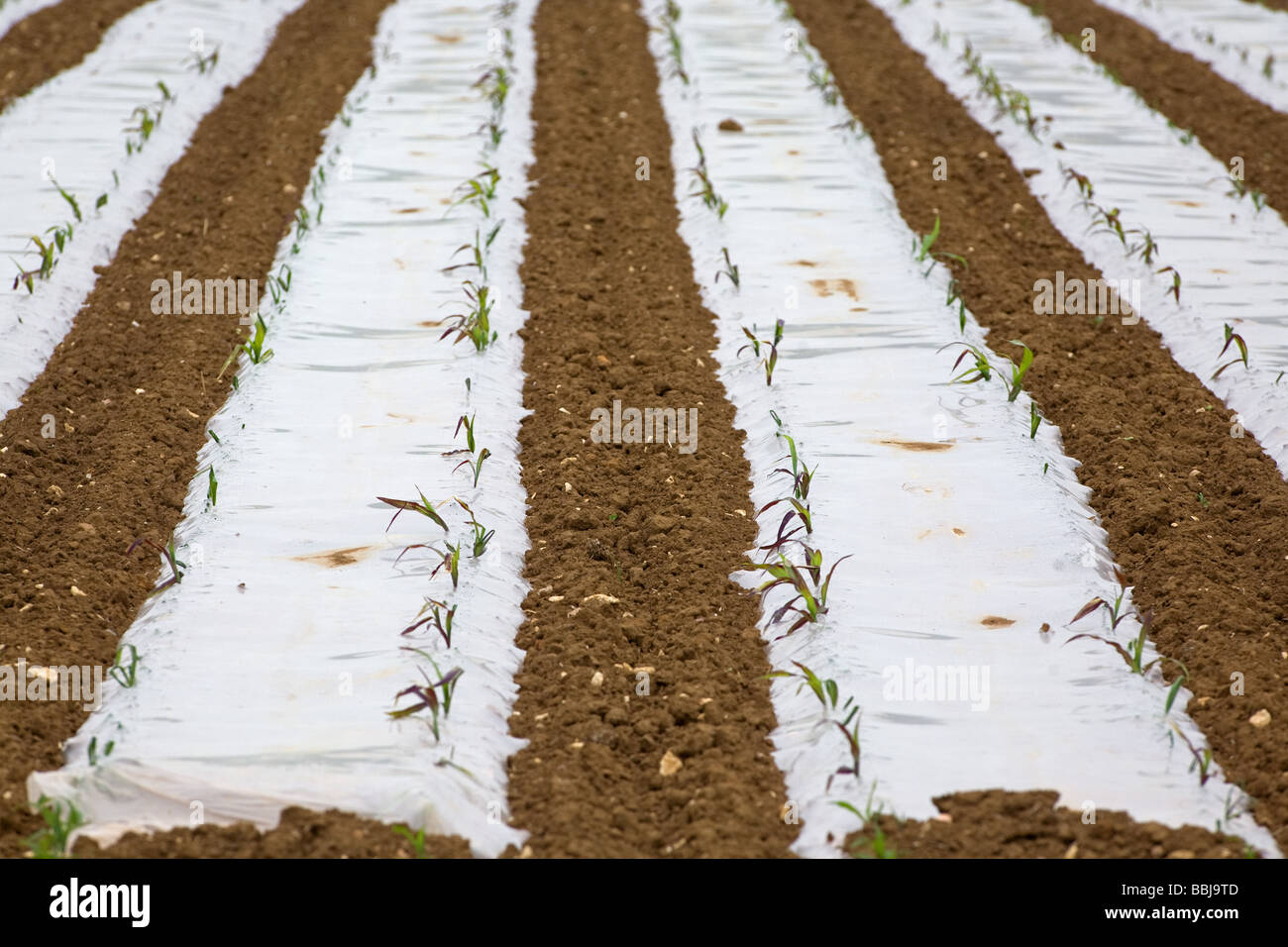 Maize being grown under plastic for use as winter feed for dairy cows ...