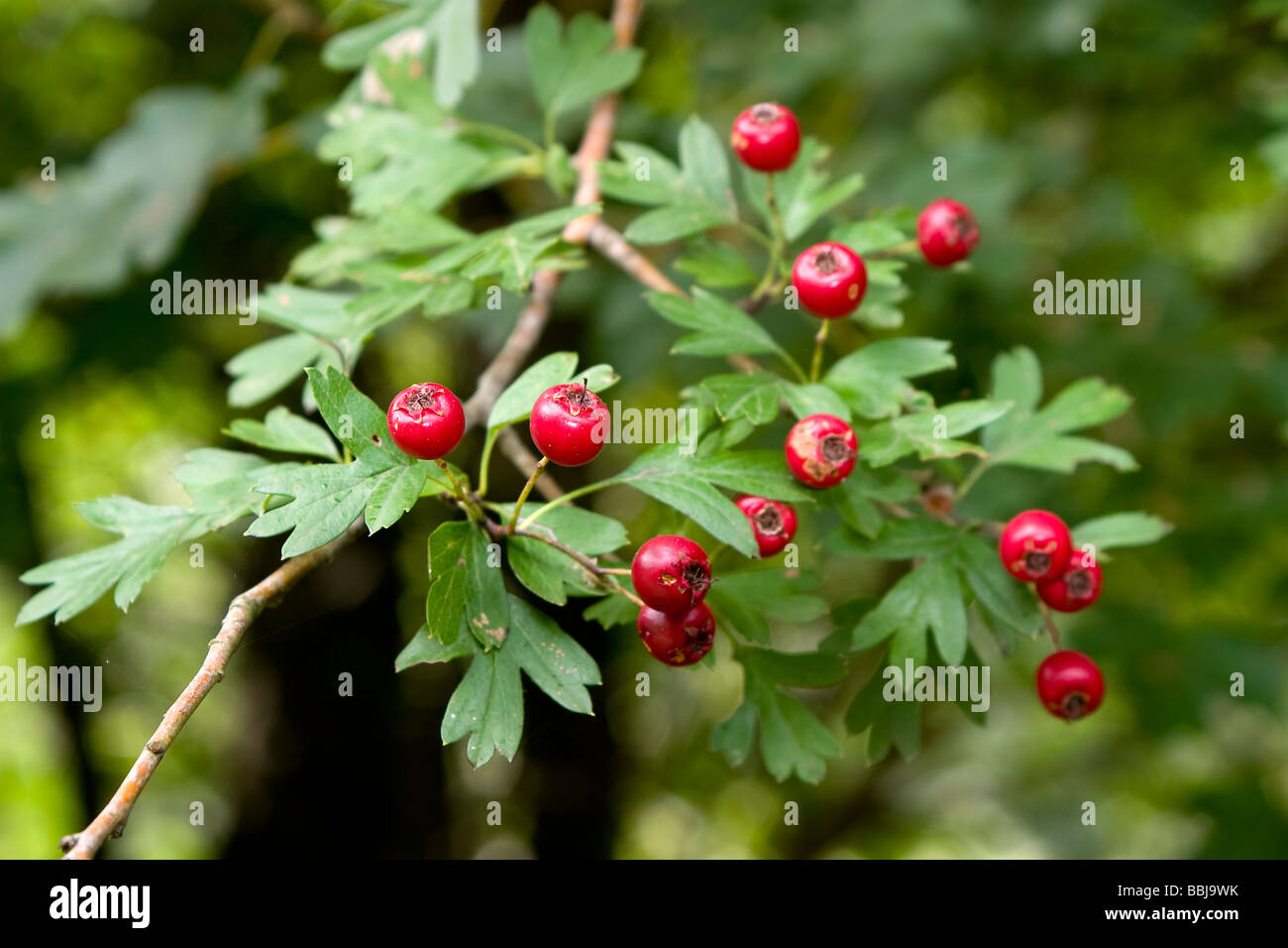 Common Hawthorn ( Crataegus monogyna ) fruits and leaves. Cabuerniga ...