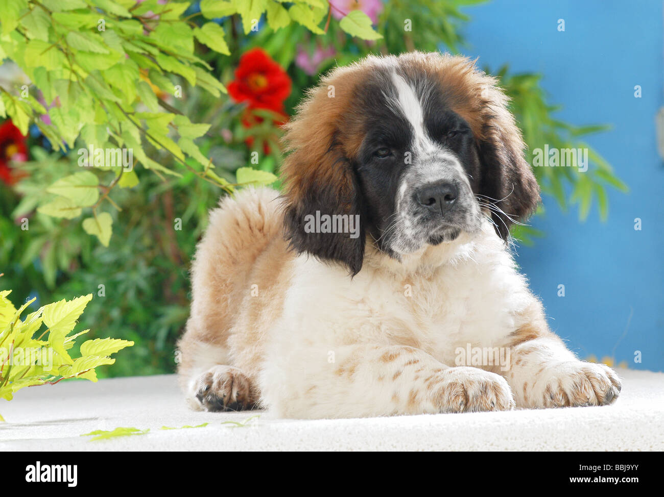 St. Bernard dog - puppy lying Stock Photo - Alamy