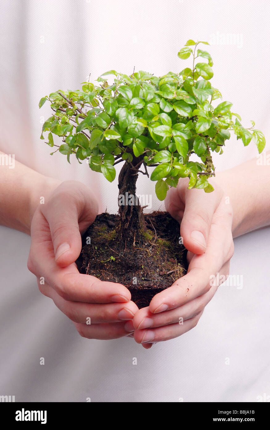 Hands holding a Bonsai tree high resolution image Stock Photo - Alamy