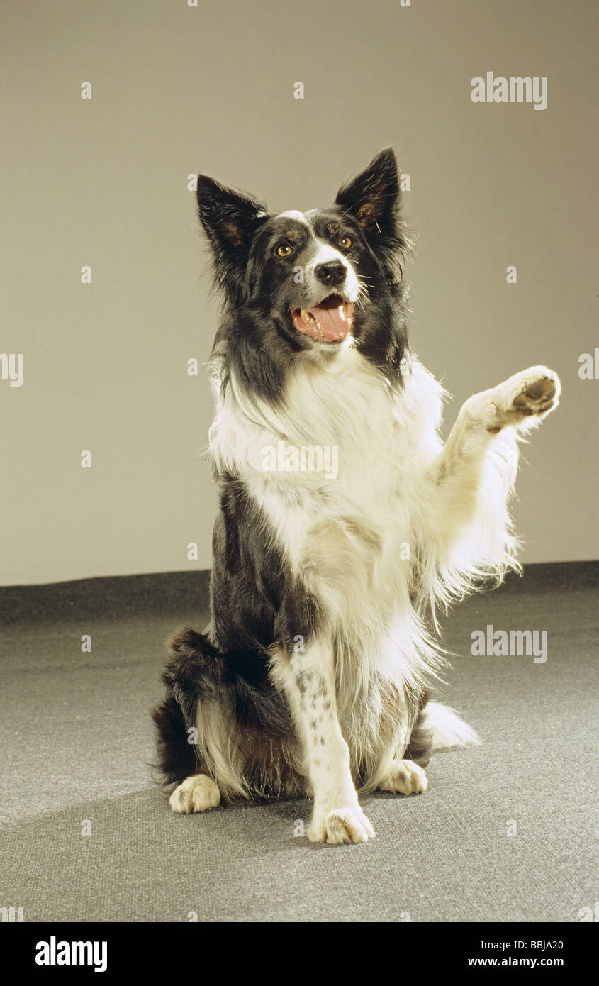Border Collie - lifting paw - cut out Stock Photo - Alamy