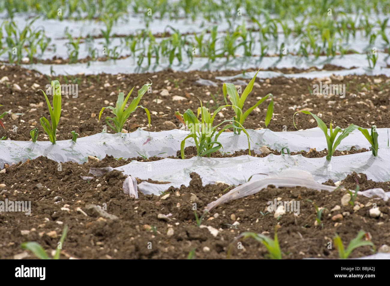 Maize being grown under plastic for use as winter feed for dairy cows ...