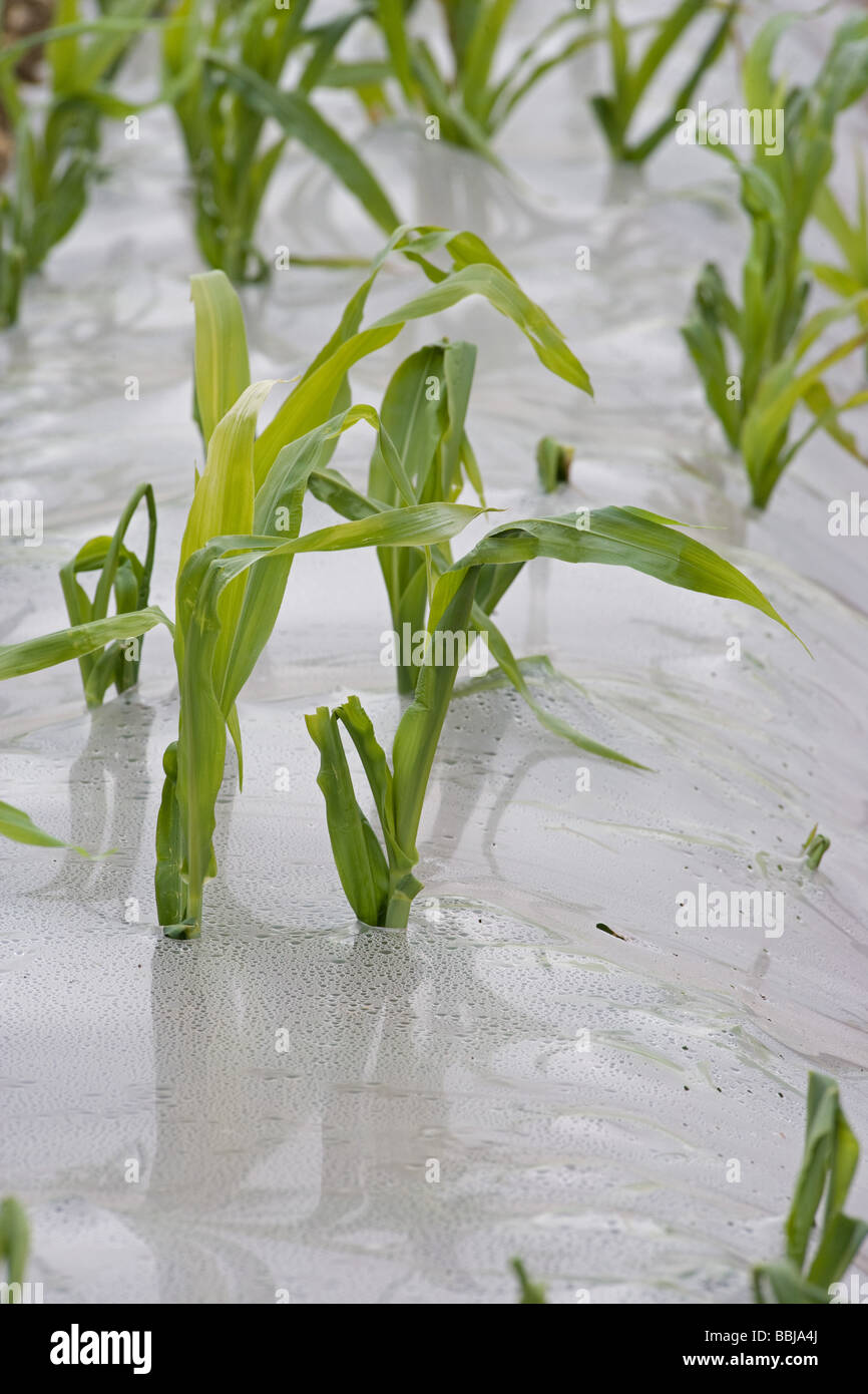 Maize grown under biodegradable plastic hi-res stock photography and ...