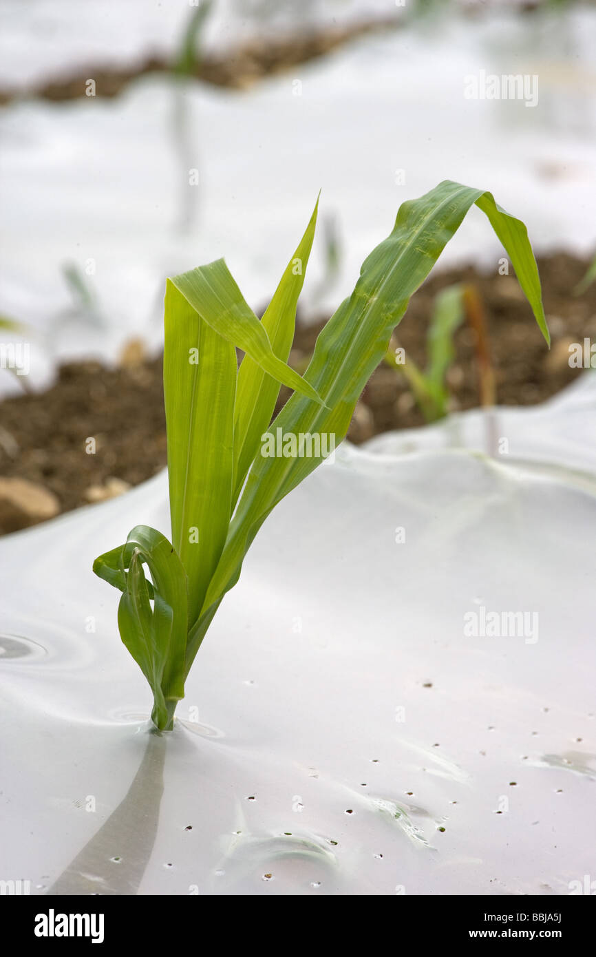 Maize being grown under plastic for use as winter feed for dairy cows ...