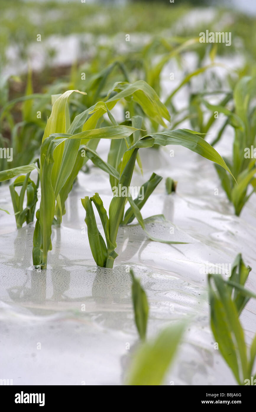 Maize being grown under plastic for use as winter feed for dairy cows ...
