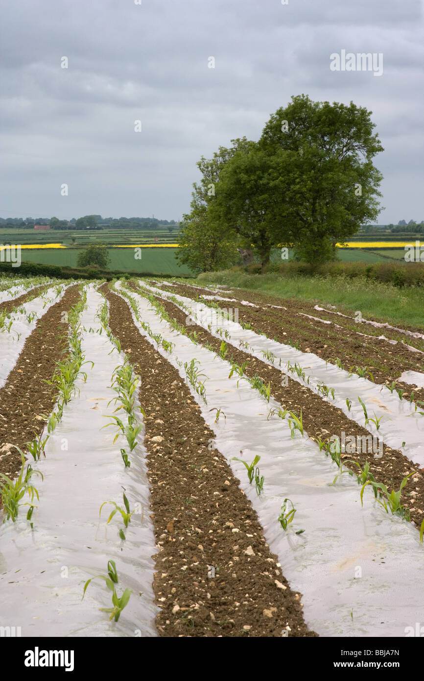 Maize being grown under plastic for use as winter feed for dairy cows ...