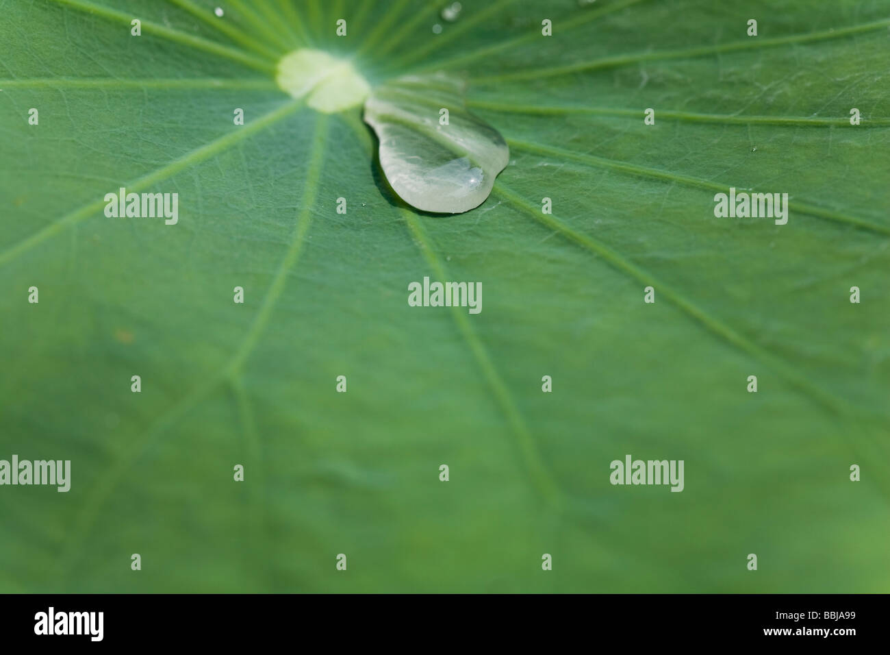 Water drops on lotus leaf Stock Photo - Alamy