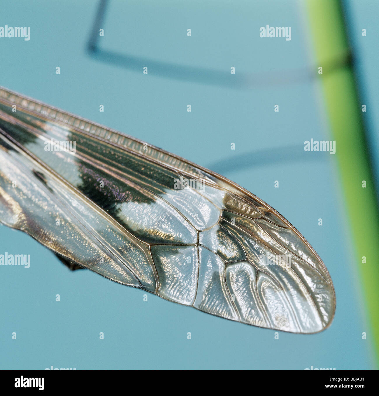 wing of an European Large Cranefly / Tipula maxima Stock Photo - Alamy