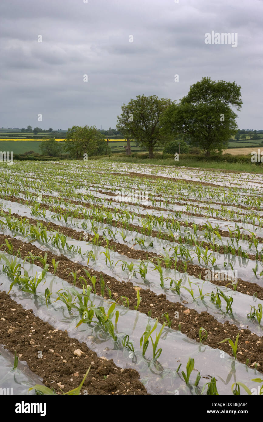 Maize grown under biodegradable plastic hi-res stock photography and ...