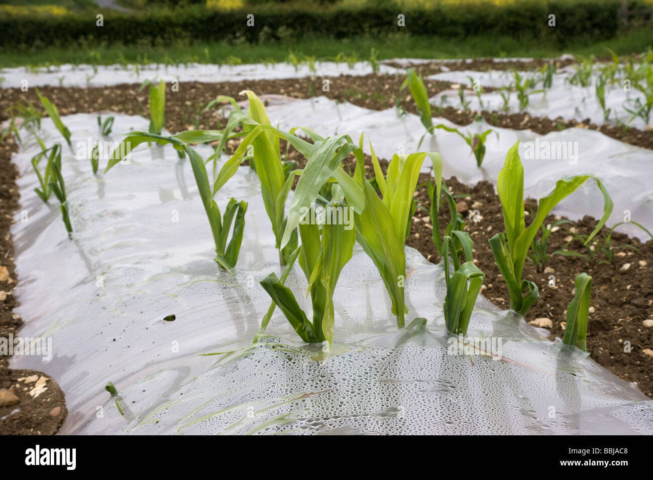 Maize being grown under plastic for use as winter feed for dairy cows ...