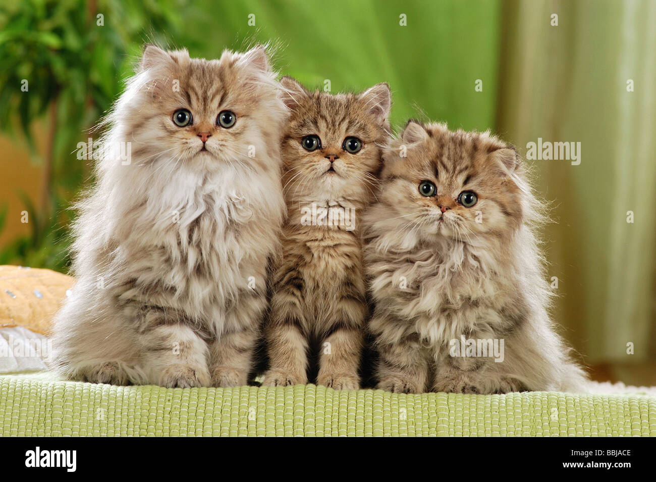 Persian Cats Kittens Hi res Stock Photography And Images Alamy Persian Cats Kittens Hi res Stock Photography And Images Alamy