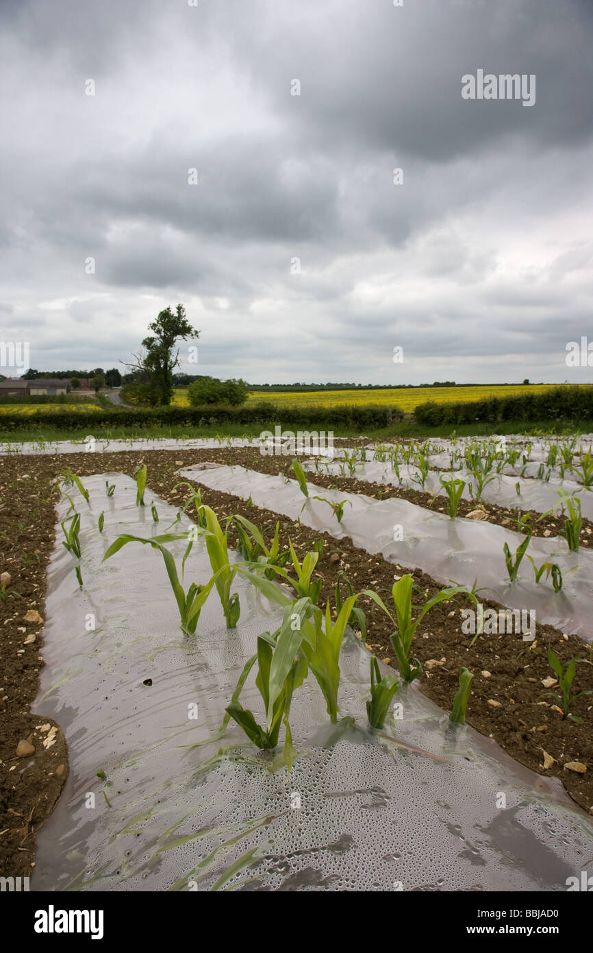 Maize grown under biodegradable plastic hi-res stock photography and ...