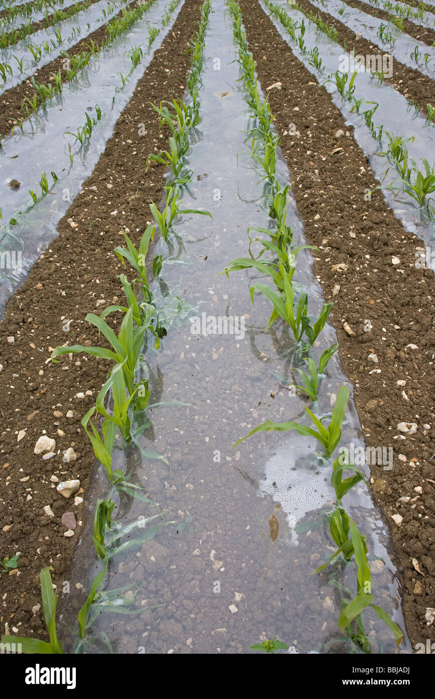 Maize grown under biodegradable plastic hi-res stock photography and ...