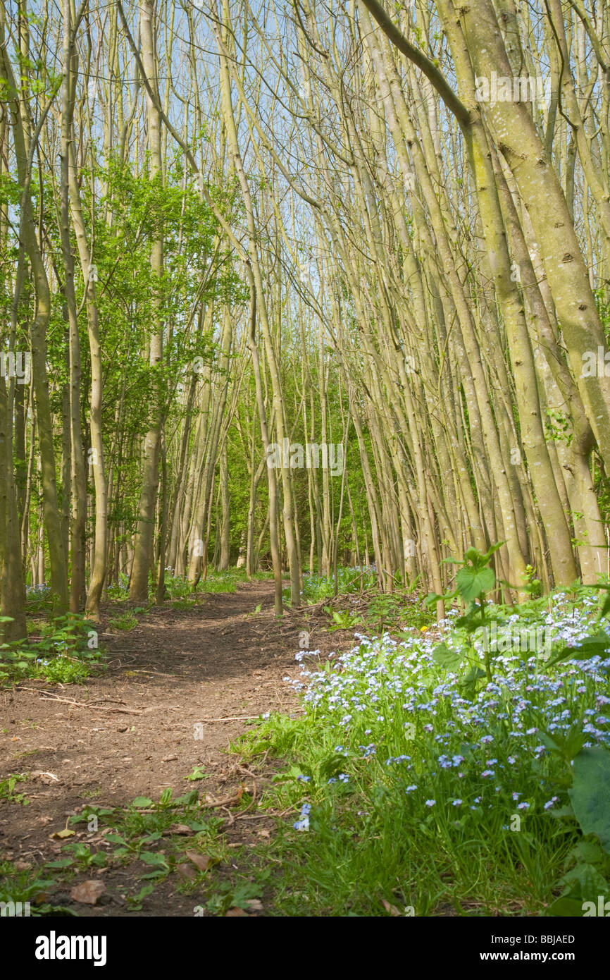 Copse wood hi-res stock photography and images - Alamy