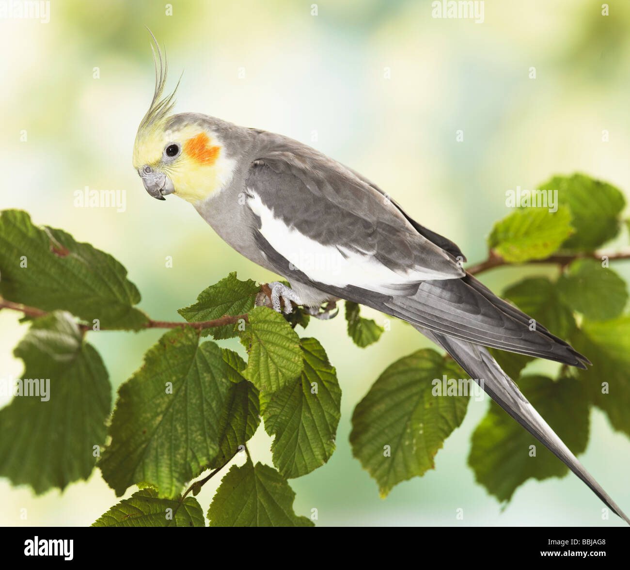 Cockatiel Branch With Toy High Resolution Stock Photography and Images ...