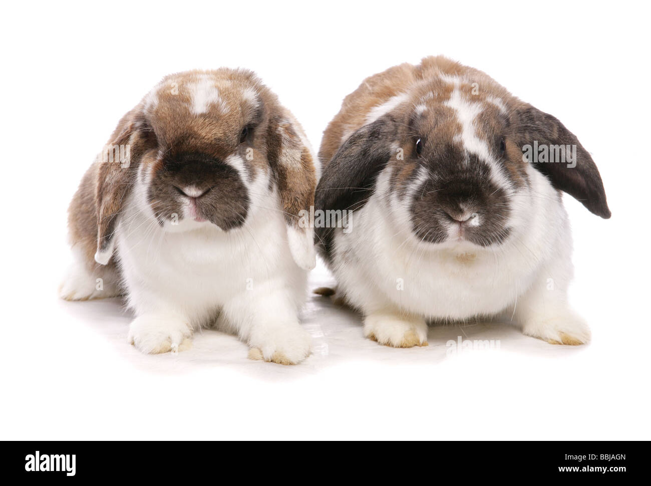 French Lop Rabbits Stock Photos & French Lop Rabbits Stock Images - Alamy