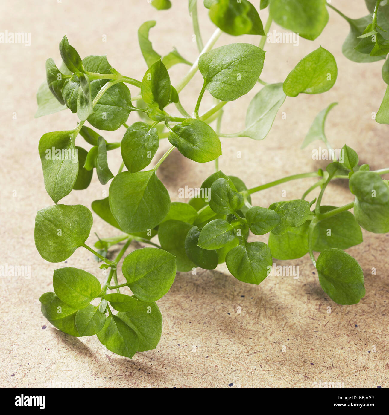 Common chickweed hi-res stock photography and images - Alamy