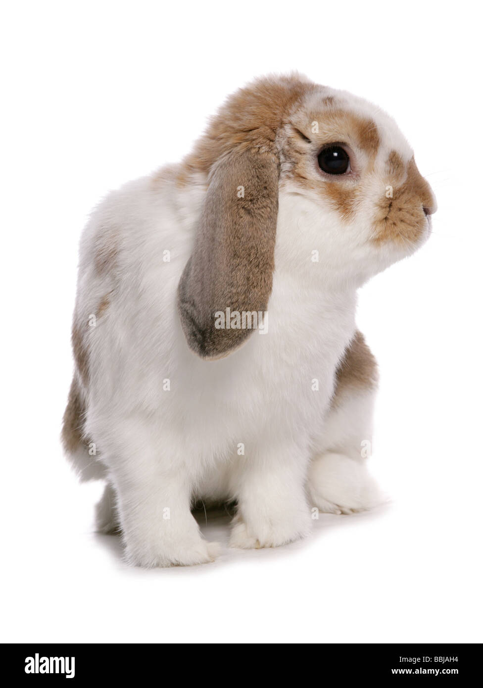 French lop rabbit - cut out Stock Photo - Alamy
