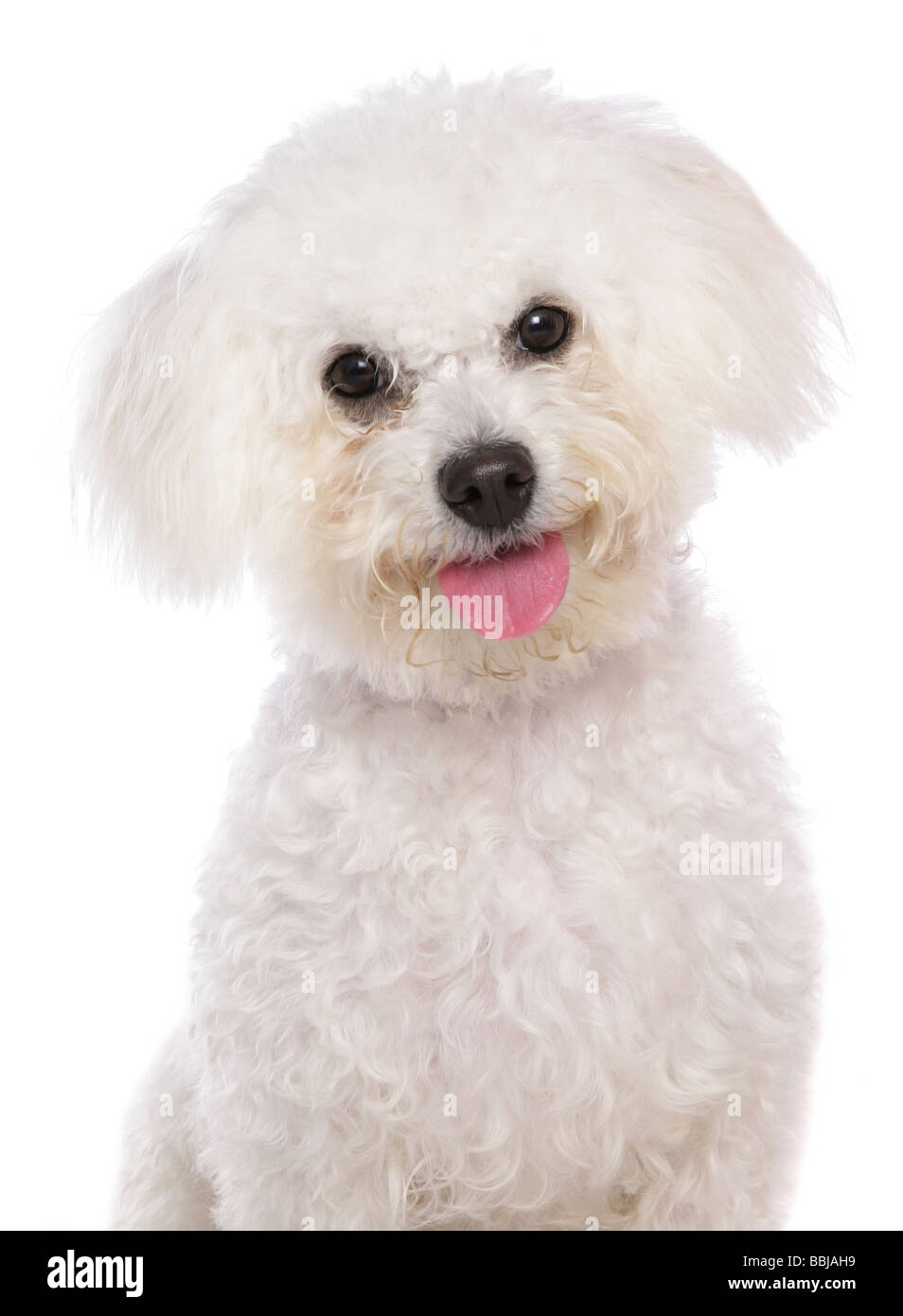 Bichon frise dog portrait tongue hi-res stock photography and images ...