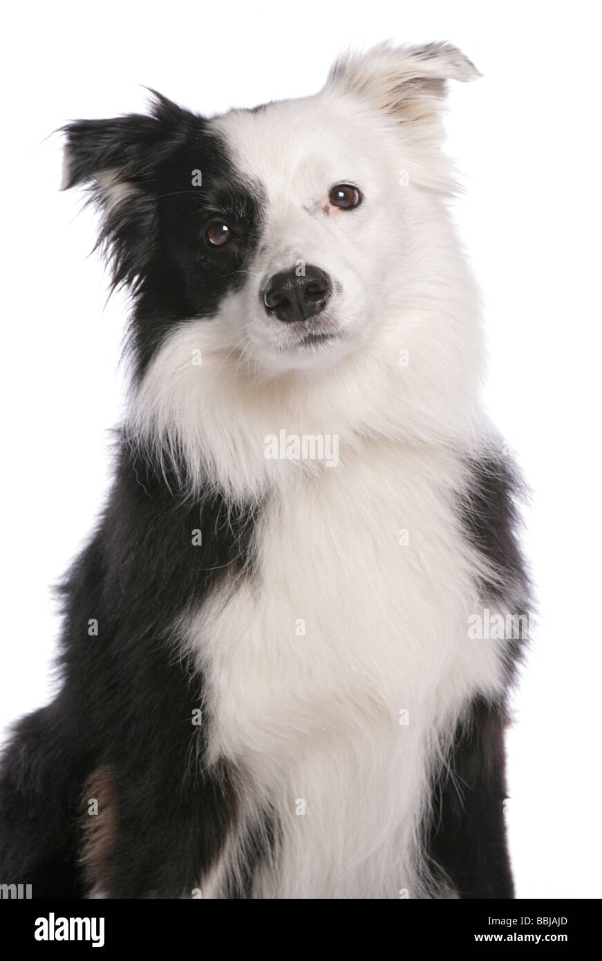 Border Collie dog - portrait - cut out Stock Photo - Alamy
