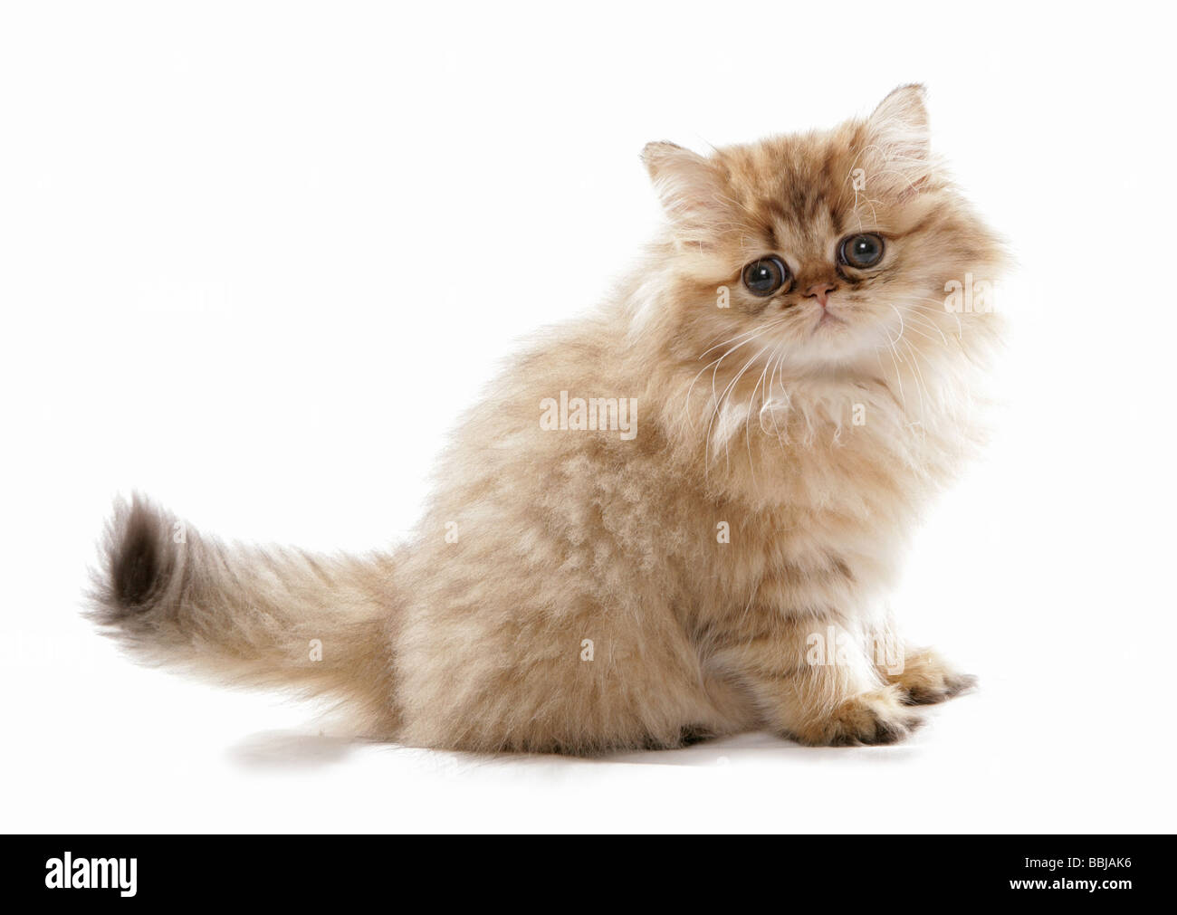Persian kitten Cut Out Stock Images & Pictures - Alamy