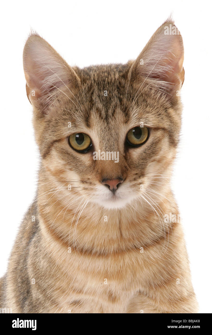 cat - portrait - cut out Stock Photo - Alamy