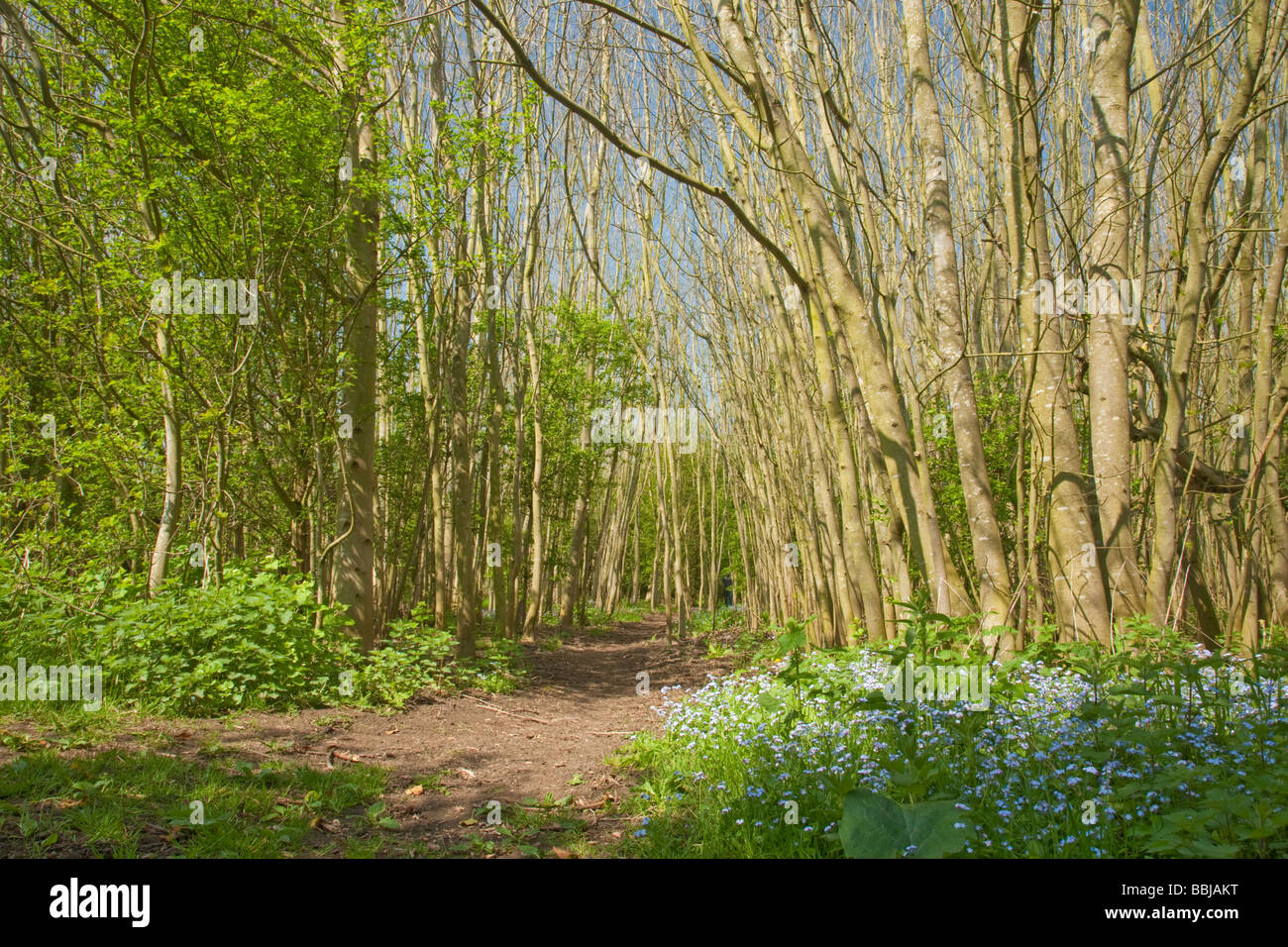 Footpath off of the Thames path through spring copse Abingdon ...