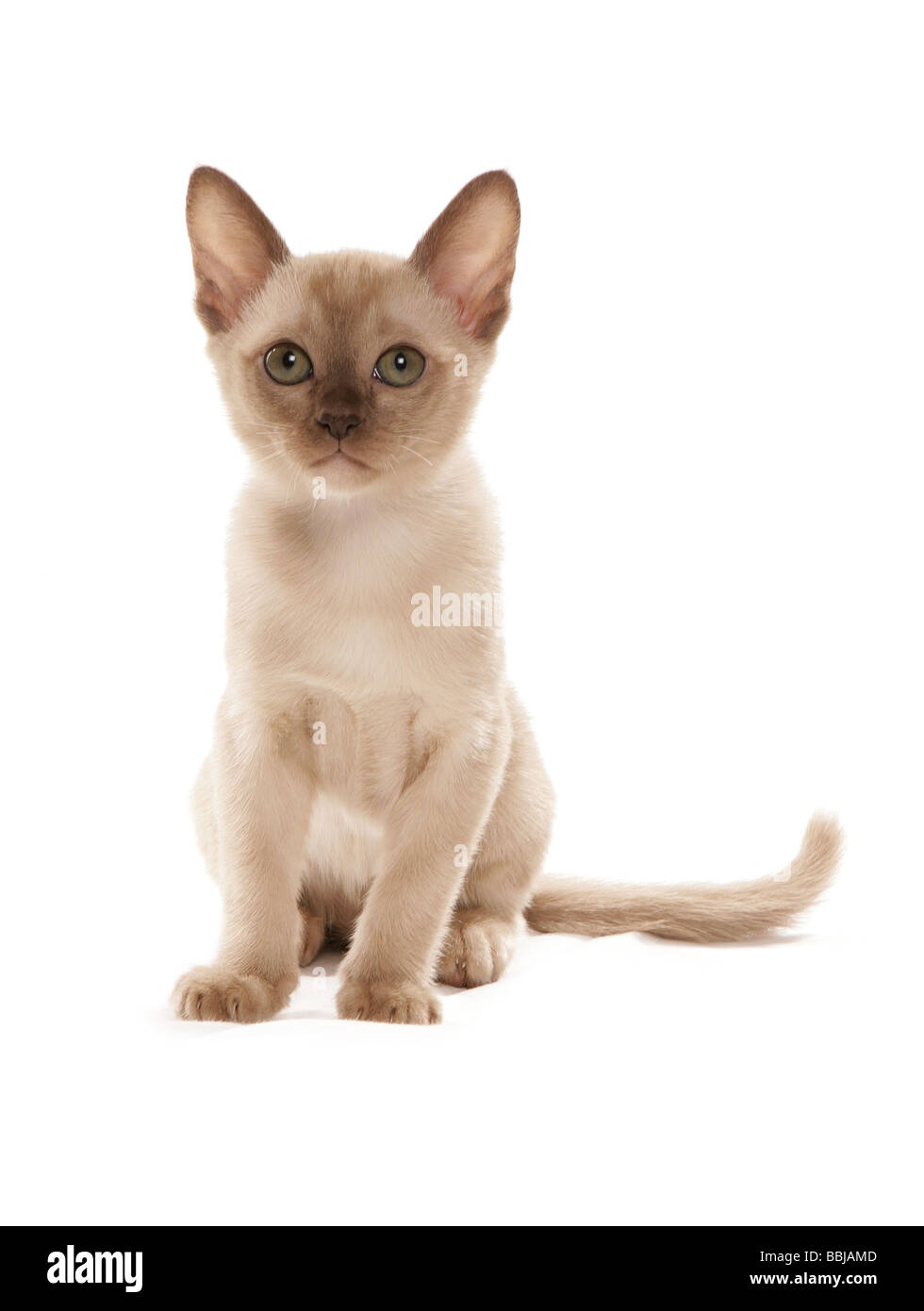 Burmese cat - kitten - cut out Stock Photo - Alamy