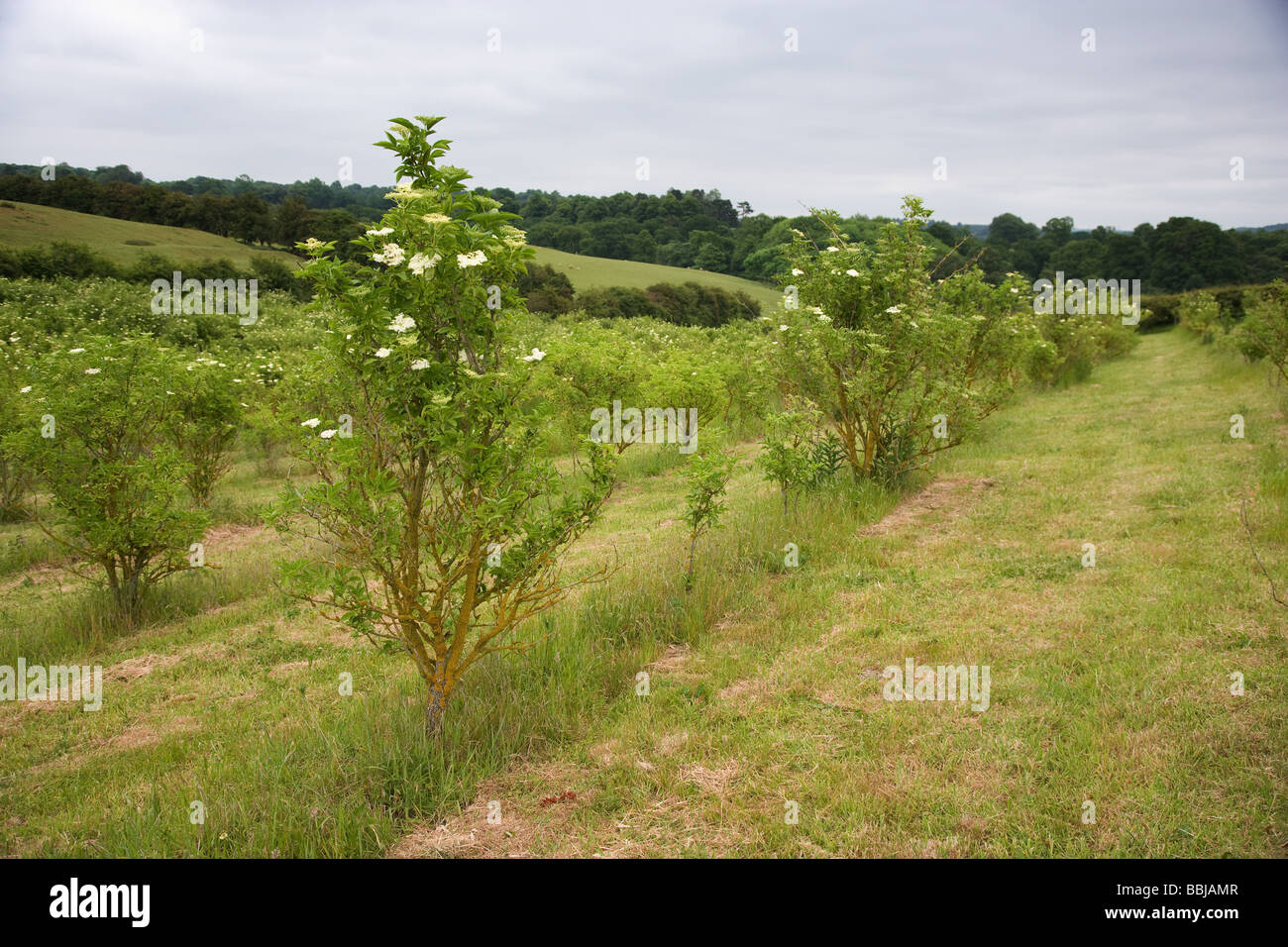 Organic Elderflower being grown for use in Cordial Stock Photo - Alamy