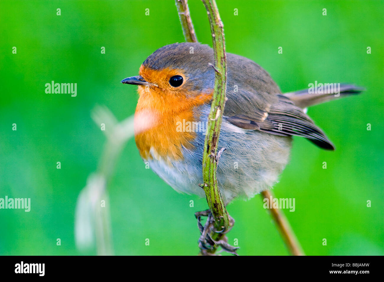 European Robin ( Erithacus rubecula Stock Photo - Alamy
