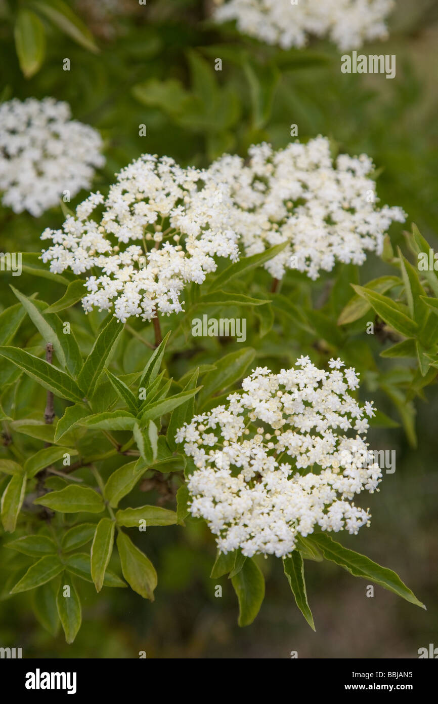 Elderflower hi-res stock photography and images - Alamy