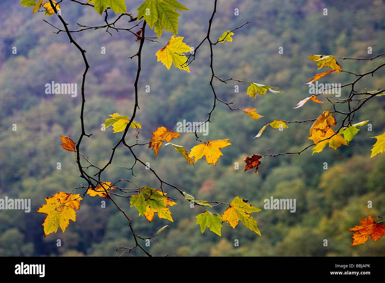 Saja Besaya Natural Park High Resolution Stock Photography and Images ...