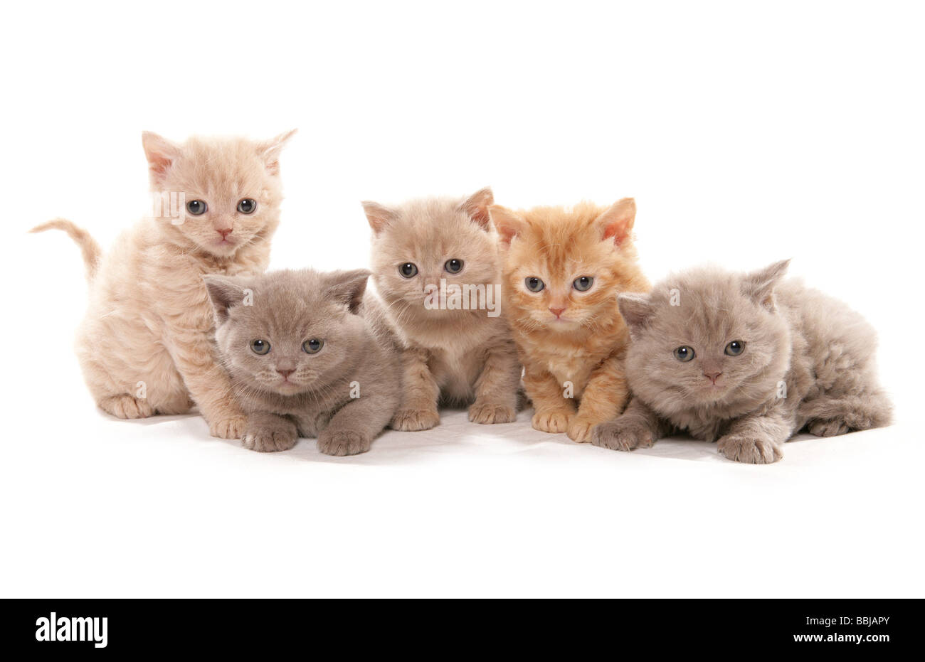 Five cats domestic Cut Out Stock Images & Pictures - Alamy